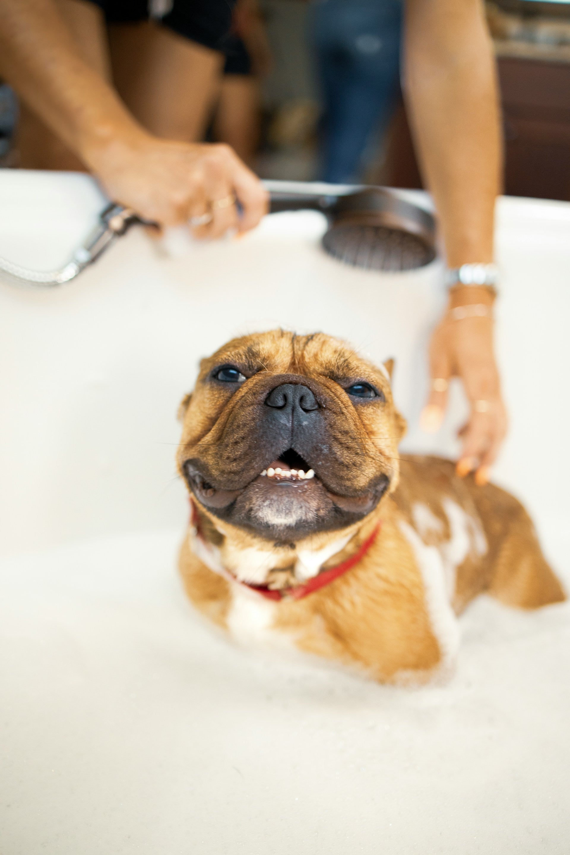 Dog Sham-Pooch & Conditioners – Eco Dog Ltd