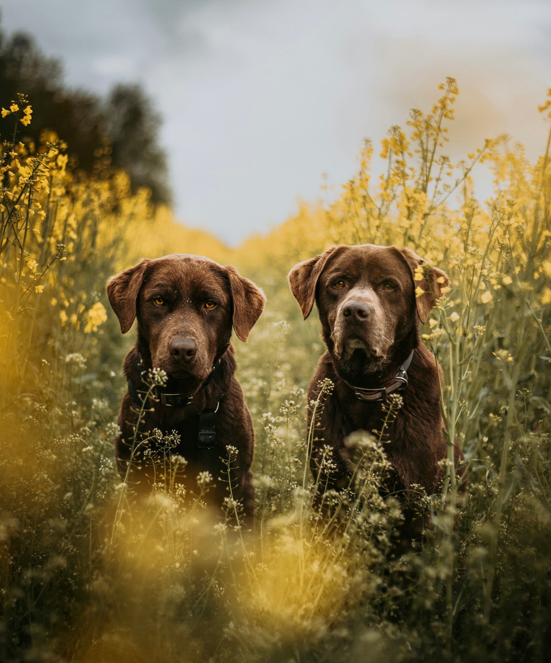 Eco Dog Natural Dog Grooming Products. NZ Made for Clean Glossy Dogs ...
